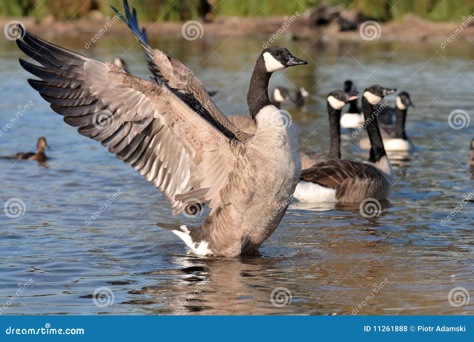 Canadian Goose On The Green Field In The Forest Preserve. Natural And ...