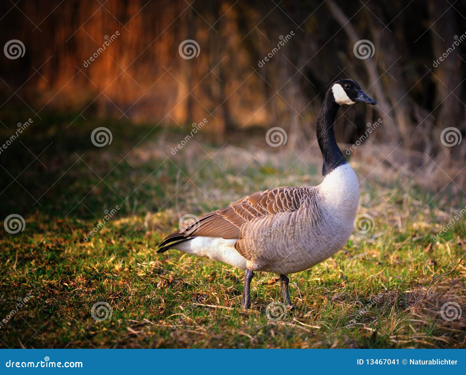 Canadian Goose stock image. Image of north, canadian - 13467041