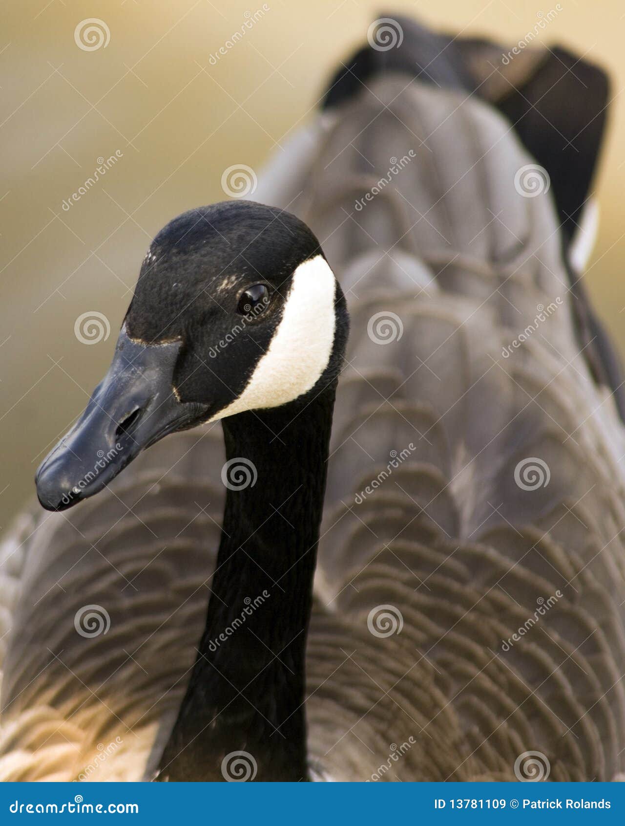 Canadian goose stock image. Image of river, fowl, animal - 13781109
