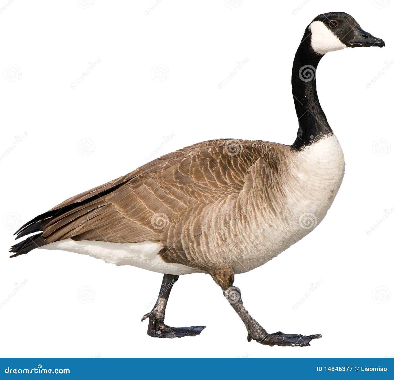 Canadian Goose Gander And Gosling Family, Branta Canadensis Maxima, In ...
