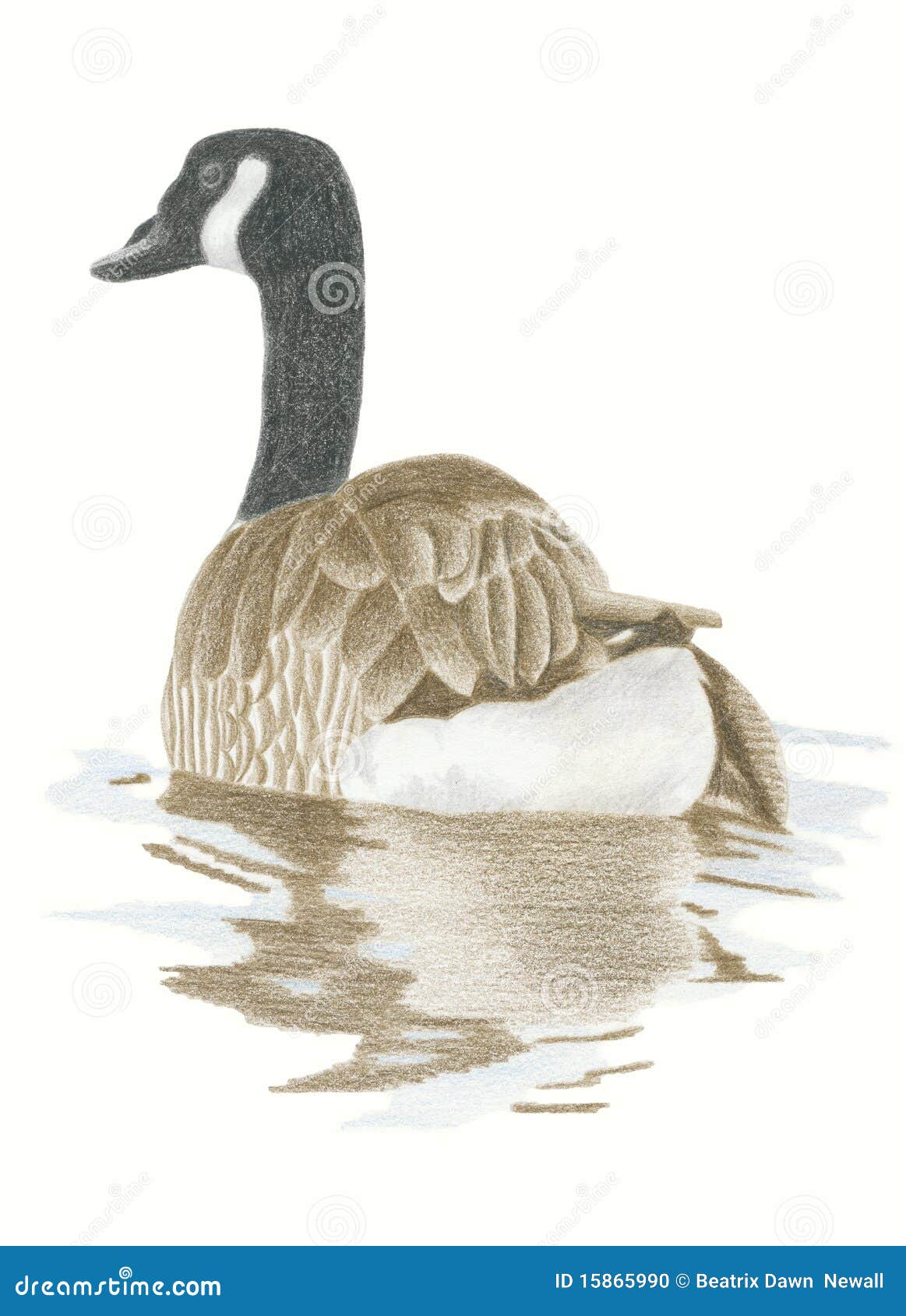 Swimming Goose Stock Illustrations – 466 Swimming Goose Stock ...