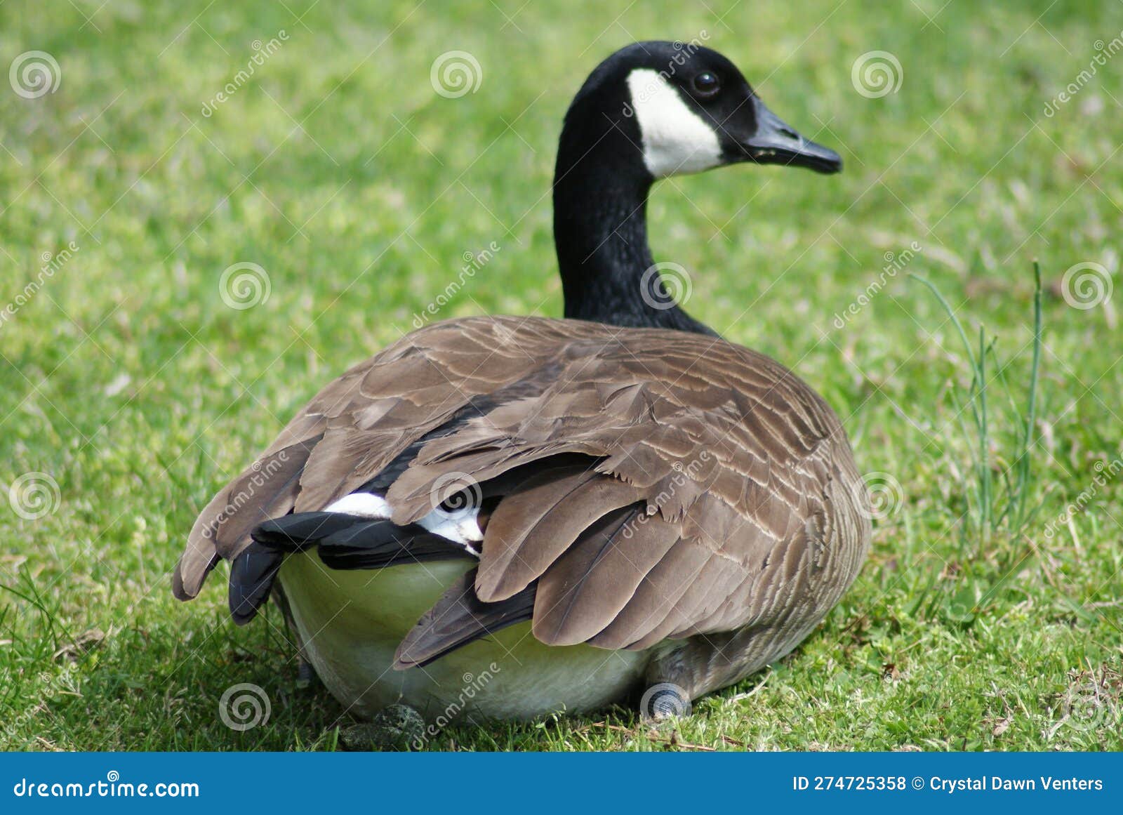 Canadian Goose stock photo. Image of fowl, goose, canadian - 274725358