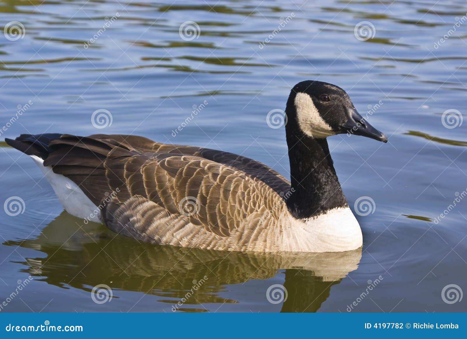 Canadian Goose stock photo. Image of swim, ripple, water - 4197782