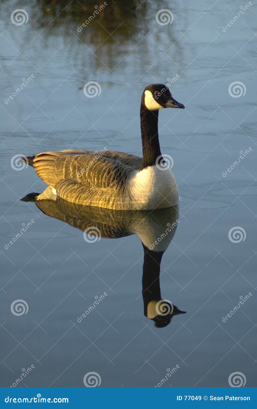 Canadian Goose Gander And Gosling Family, Branta Canadensis Maxima, In ...