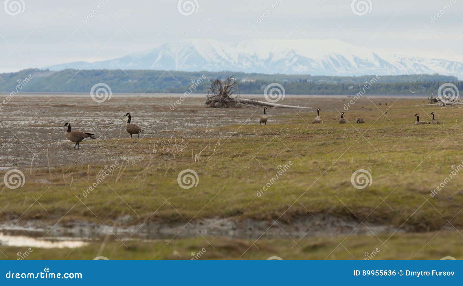 Canadian goose in Alaska stock photo. Image of canadensis - 89955636
