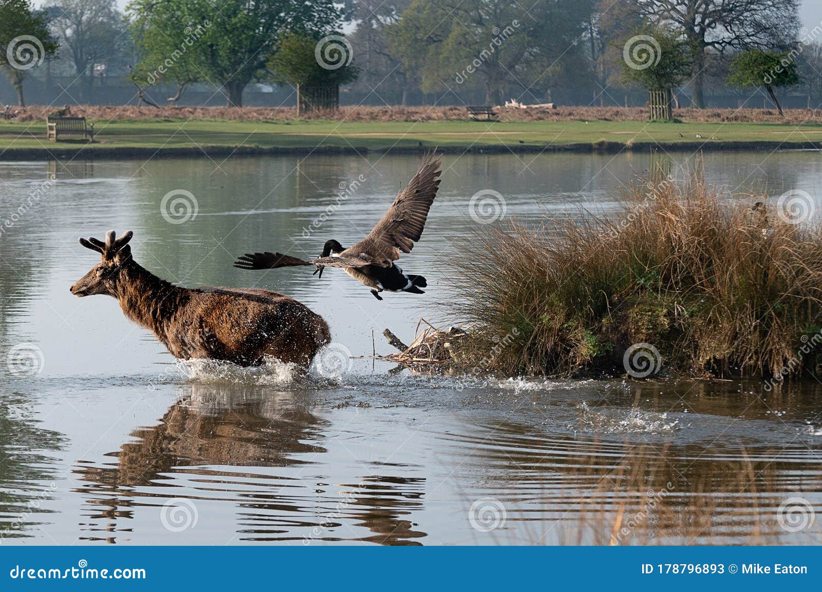 Canadian Goose Attacking a Red Deer Stag Stock Image - Image of cygnus ...