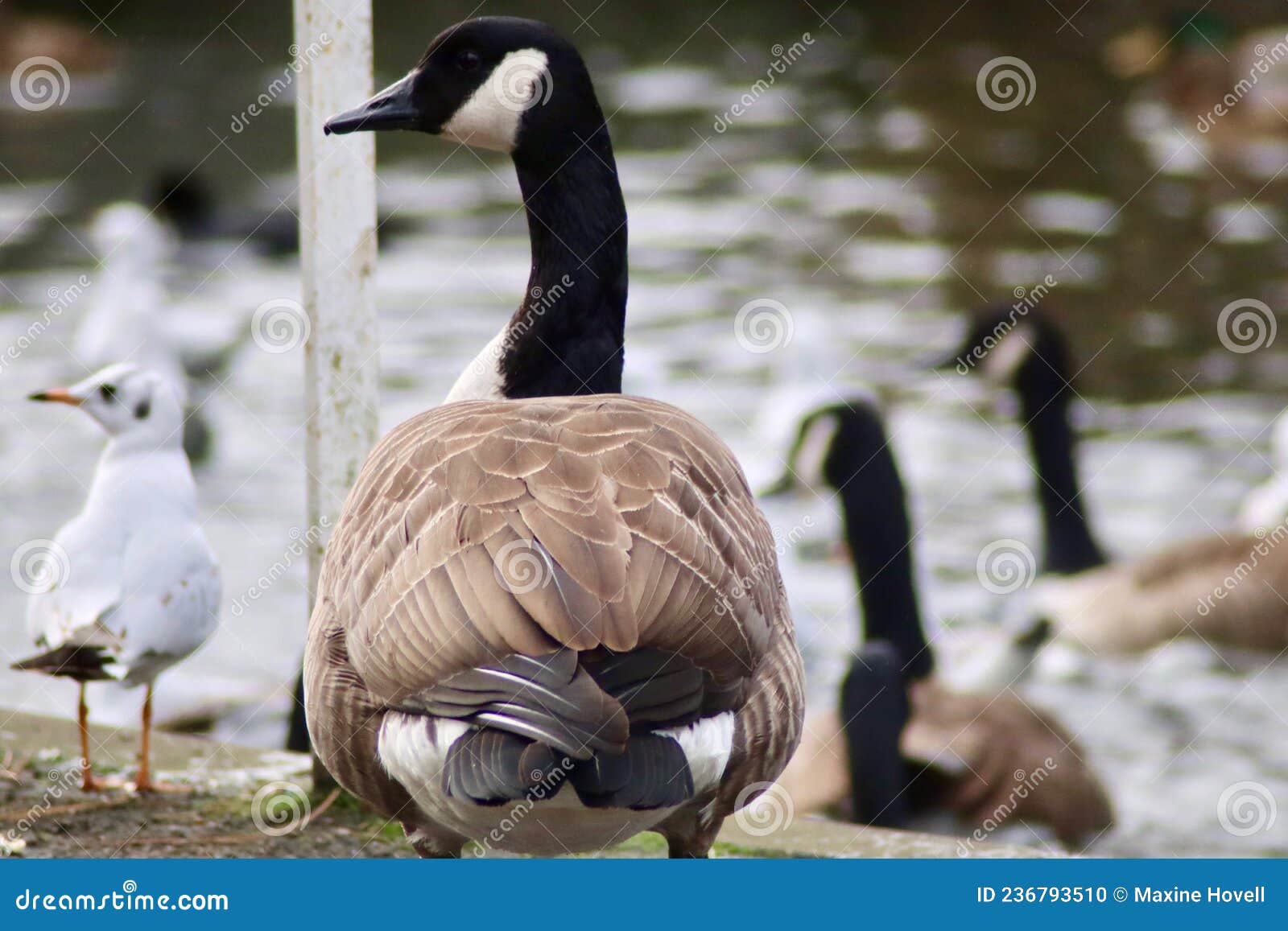 A Canadian Goose Looking Sideways Stock Photo - Image of action ...