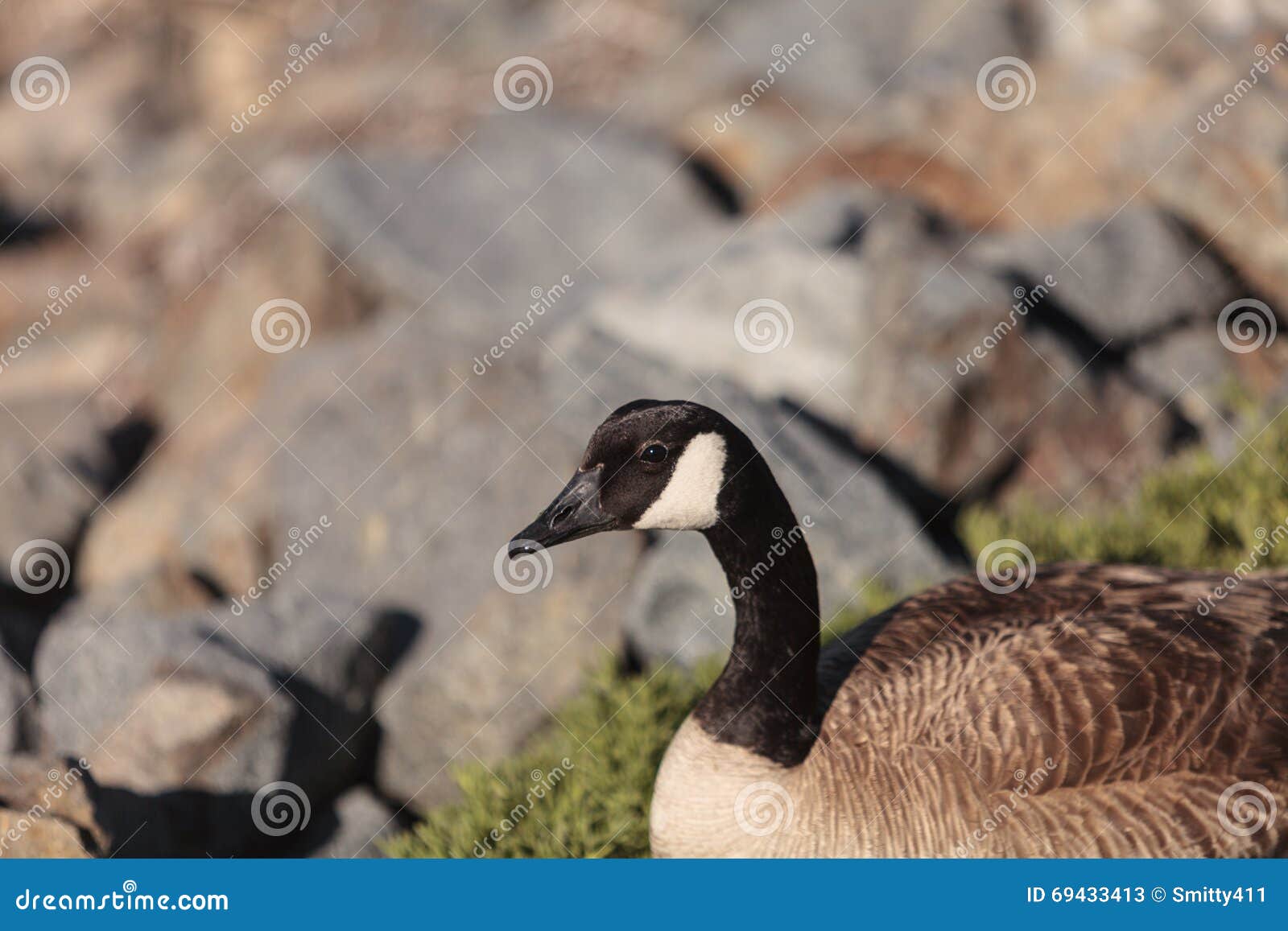 Canadian Goose, Branta Canadensis Maxima Stock Image - Image of bird ...
