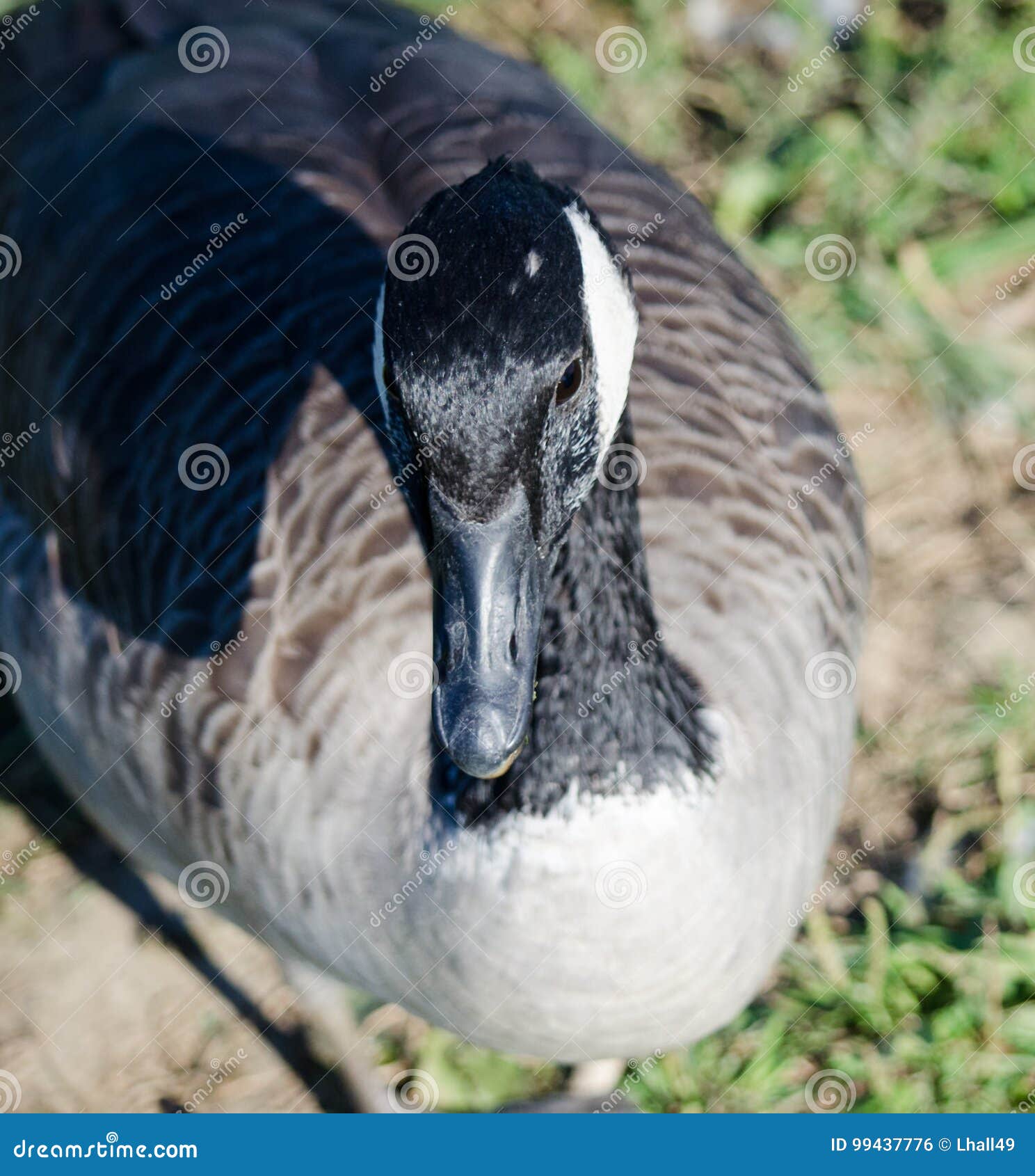 Canadian Goose stock photo. Image of goose, poultry, wildlife - 99437776