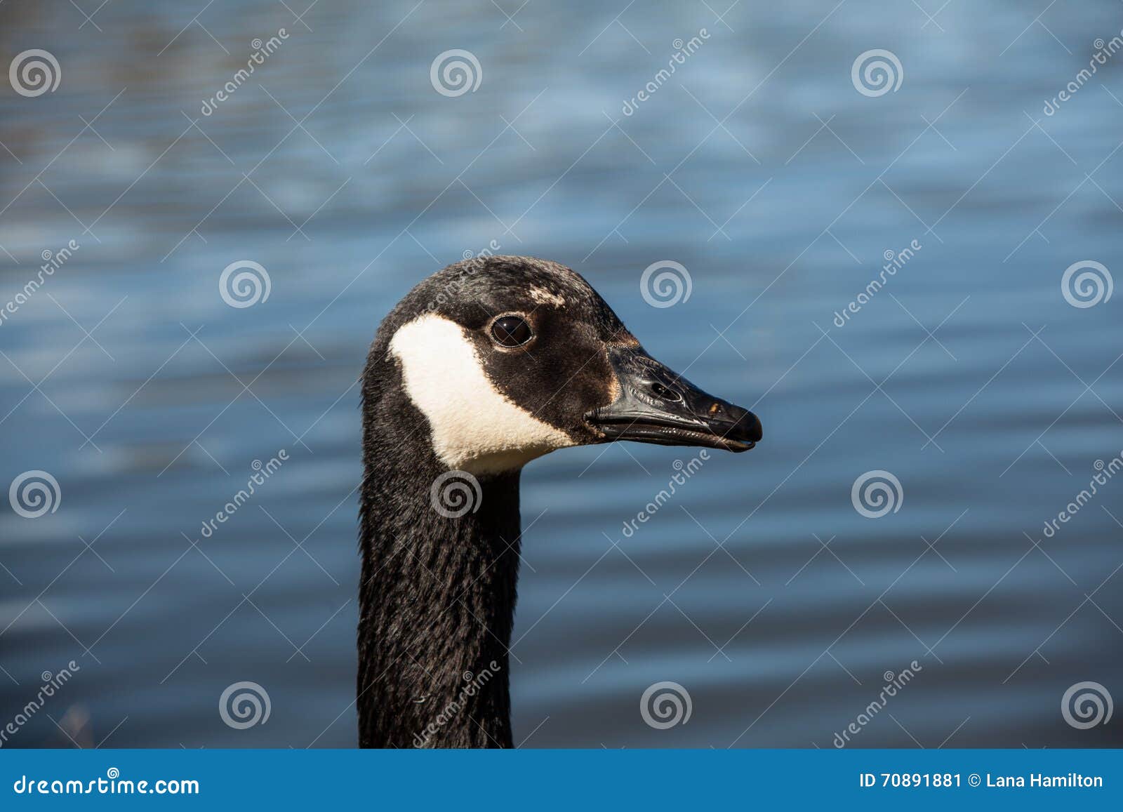 Canadian Goose stock image. Image of closeup, water, pets - 70891881