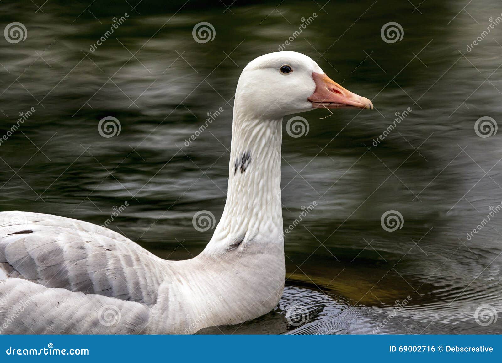 Canadian Goose stock photo. Image of feather, honk, animal - 69002716