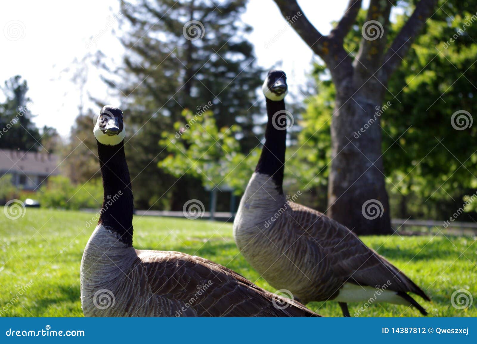Canadian goose couple stock photo. Image of grass, wild - 14387812