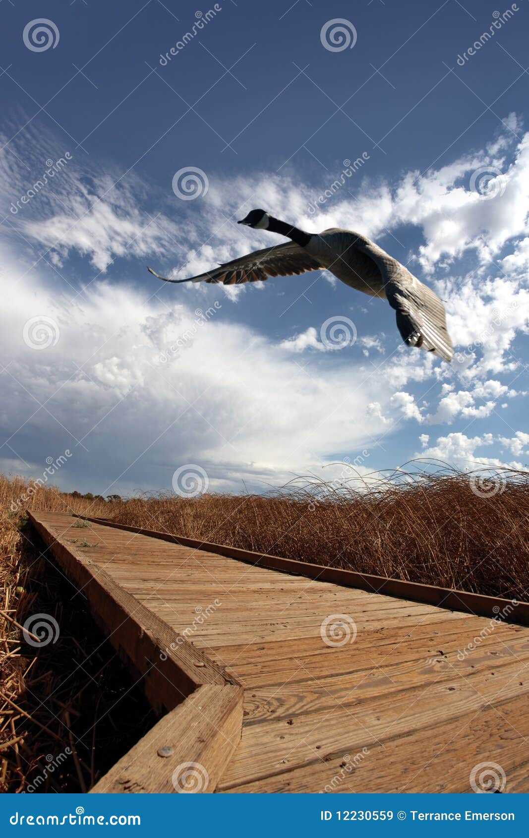 Canadian Goose in Flight stock image. Image of wildlife - 12230559