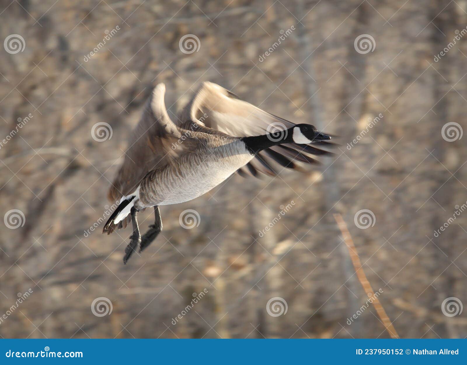 Canadian goose in flight stock photo. Image of feathered - 237950152