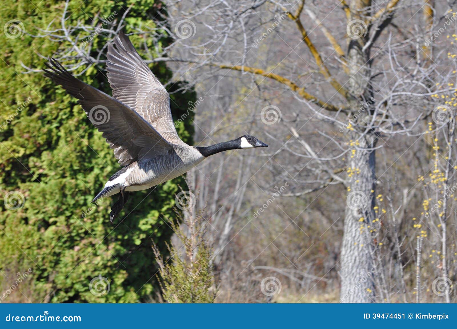 Canadian Goose flying stock image. Image of flying, wings - 39474451