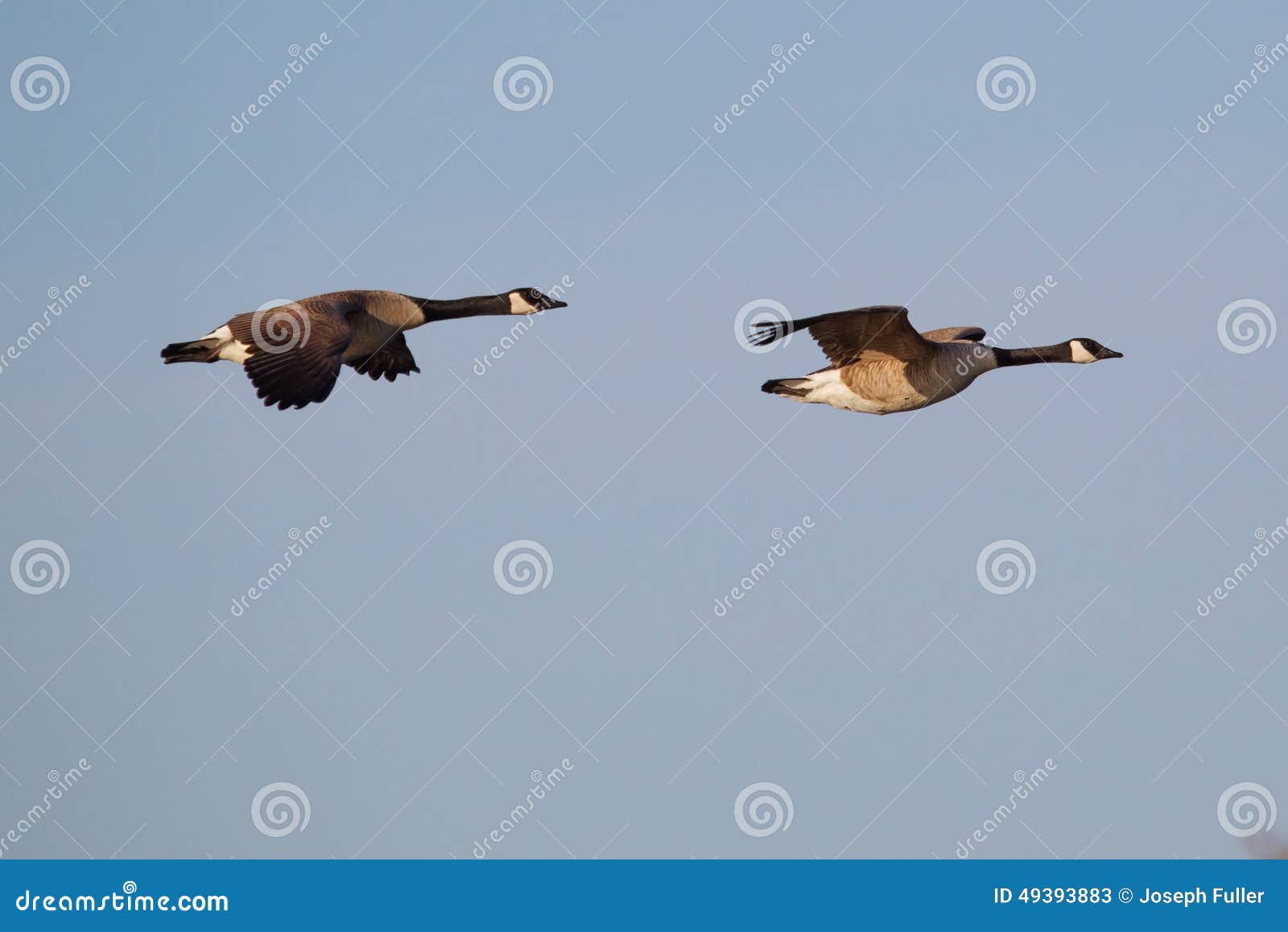Canadian Goose Flying stock image. Image of outside, geese - 49393883