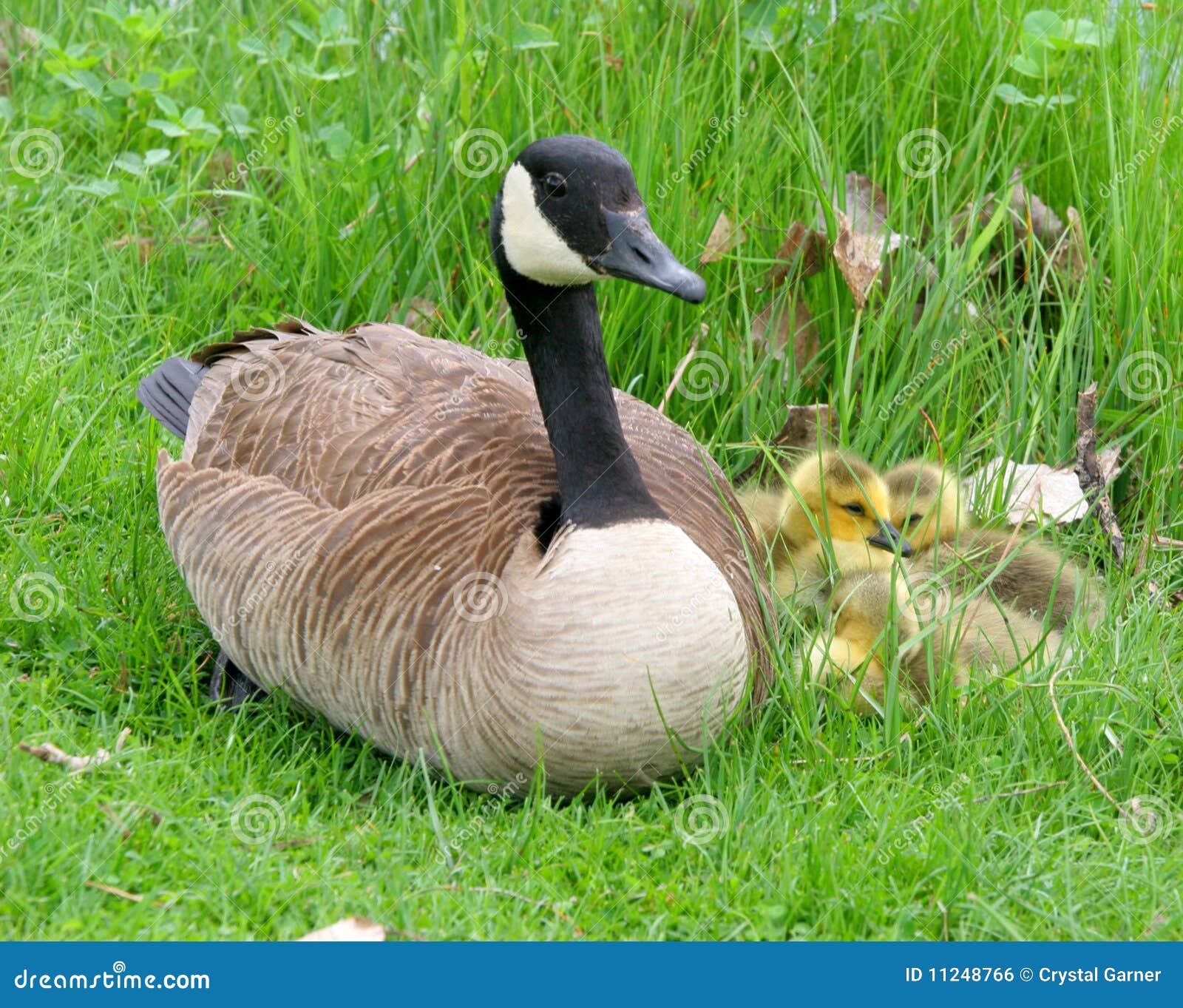 Soft Goose Sleeping Chicks Stock Photos - Free & Royalty-Free Stock ...