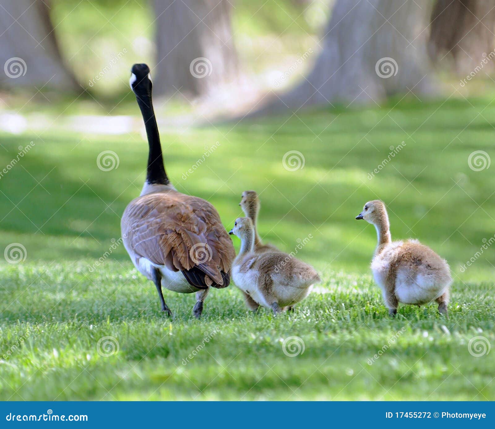 Canadian Goose with Goslings Stock Photo - Image of gosling, small ...