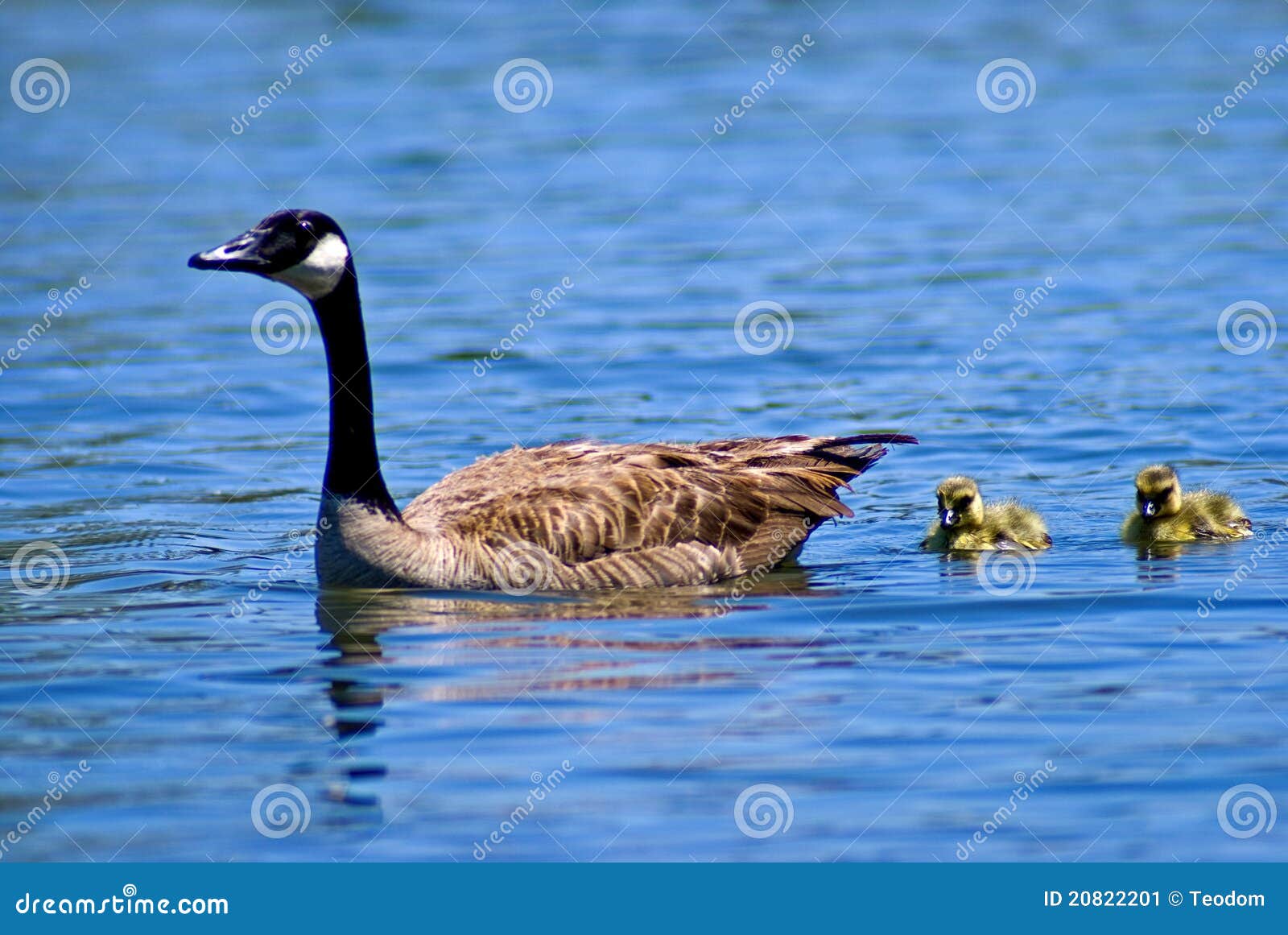 Canadian Goose and Goslings Stock Image - Image of beautiful, migrate ...