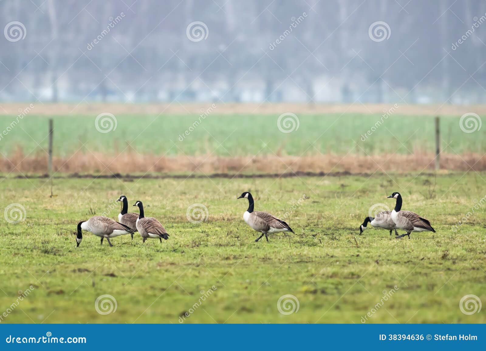 Canadian Goose Grazing on Grass Stock Photo - Image of green, lawn ...