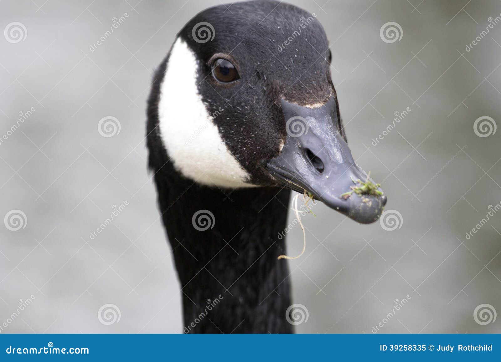 Canadian Goose stock image. Image of canada, bird, animal - 39258335