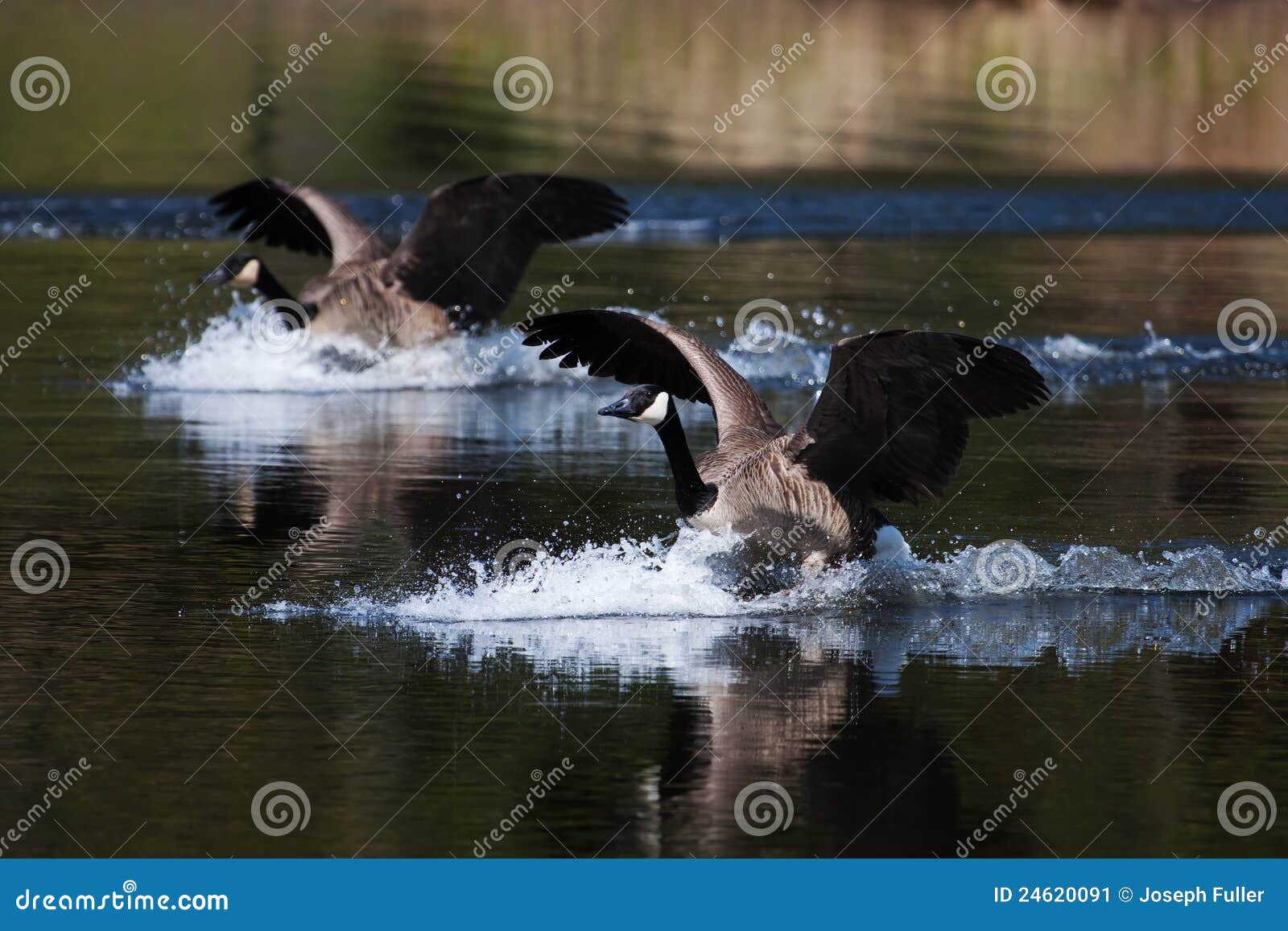 Canadian Goose Landing on Water Stock Image - Image of wildlife ...