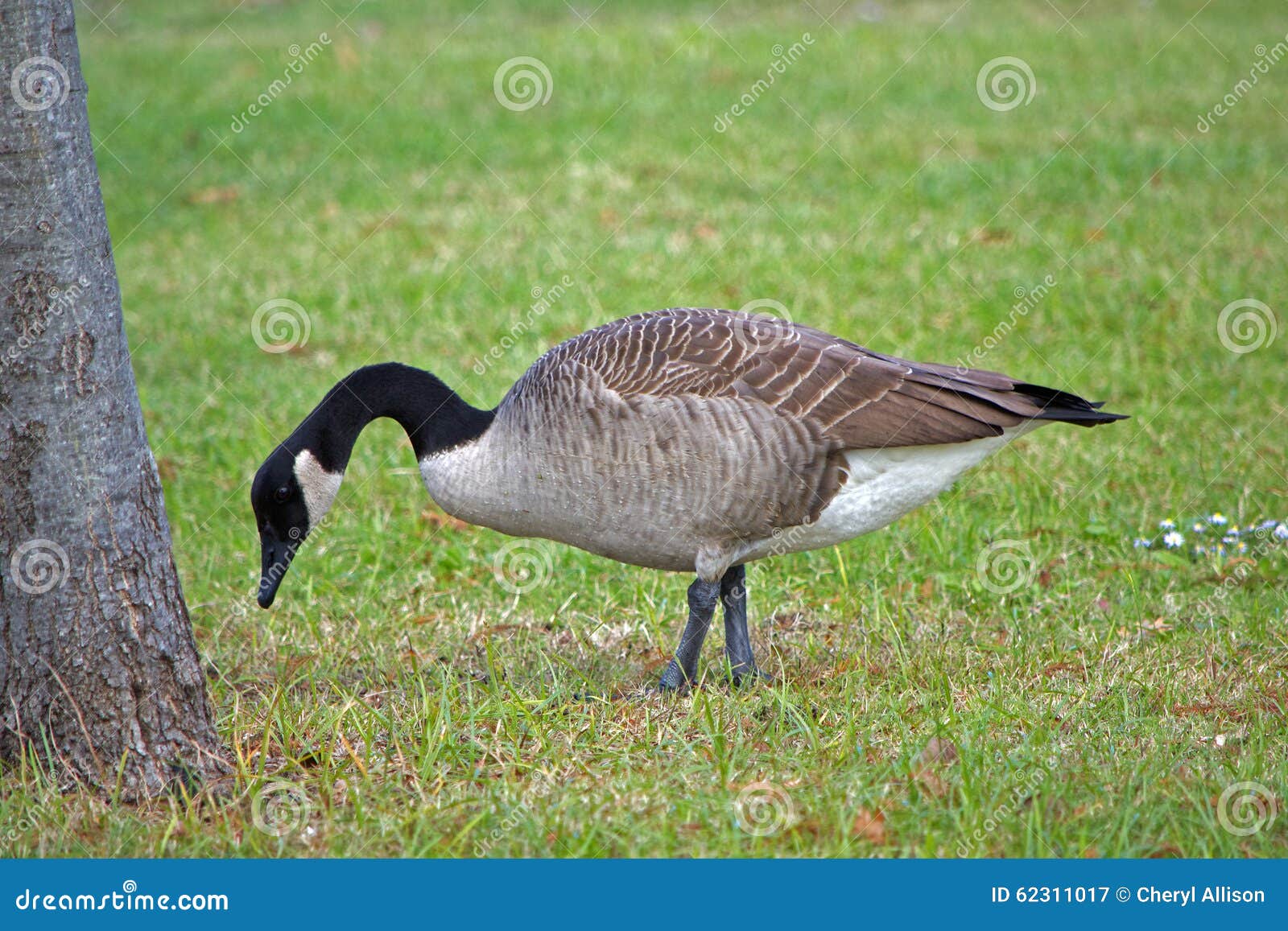 Goose Looking At Camera - Funny White Goose Stretching Its Neck Over ...