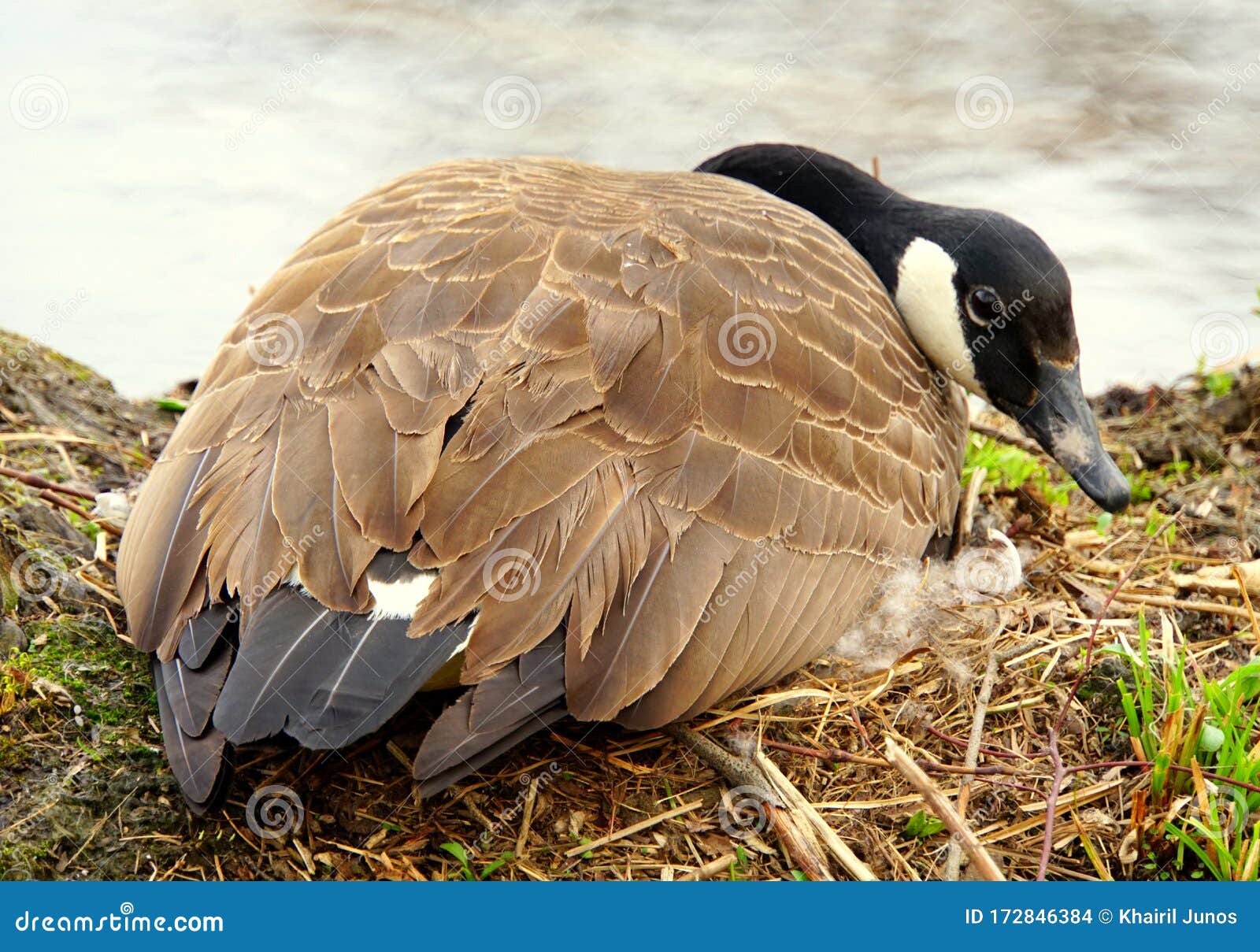 A Canadian Goose Nesting on Its Eggs Stock Photo - Image of nature ...