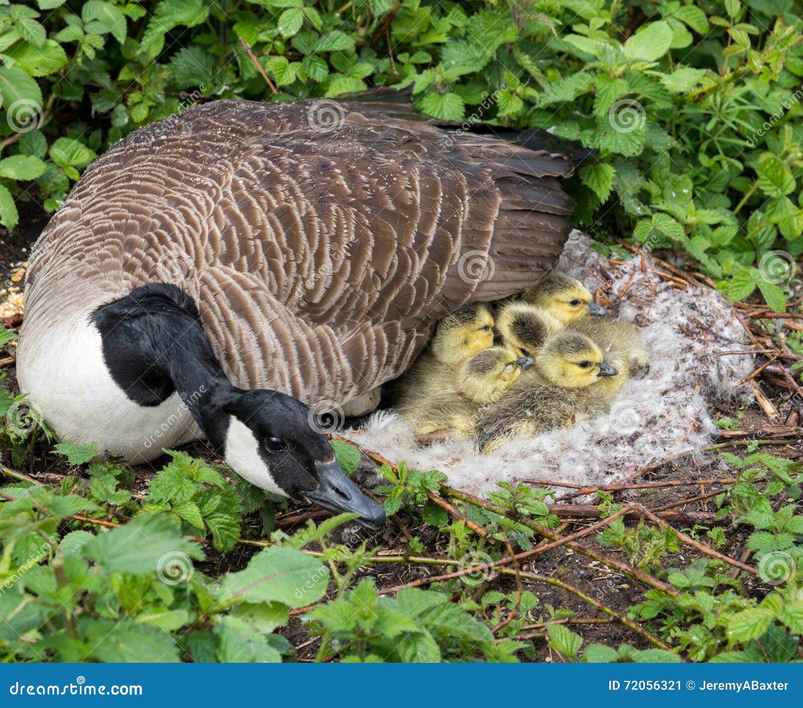 Canadian Goose Nesting stock image. Image of young, chicks - 72056321