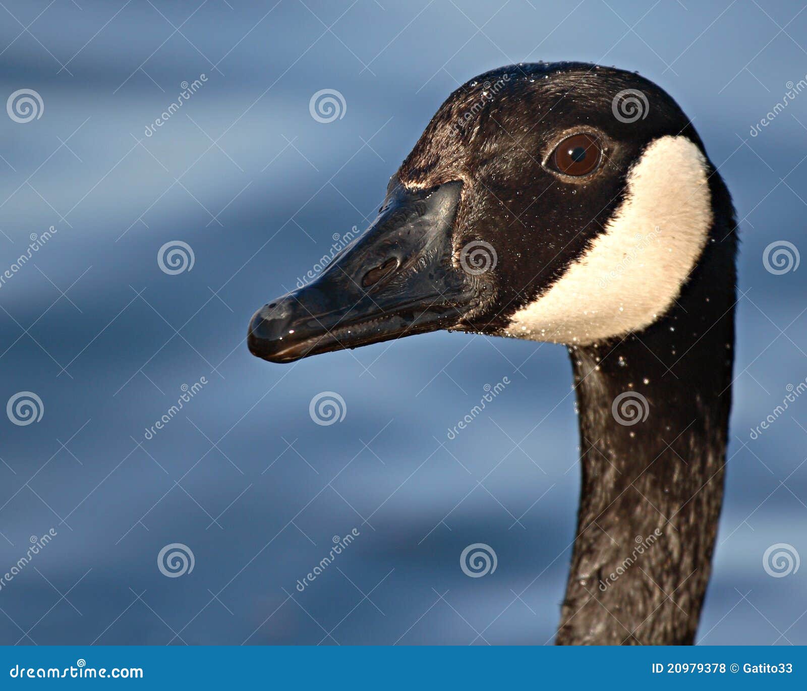 Canadian Goose Portrait stock photo. Image of animal - 20979378