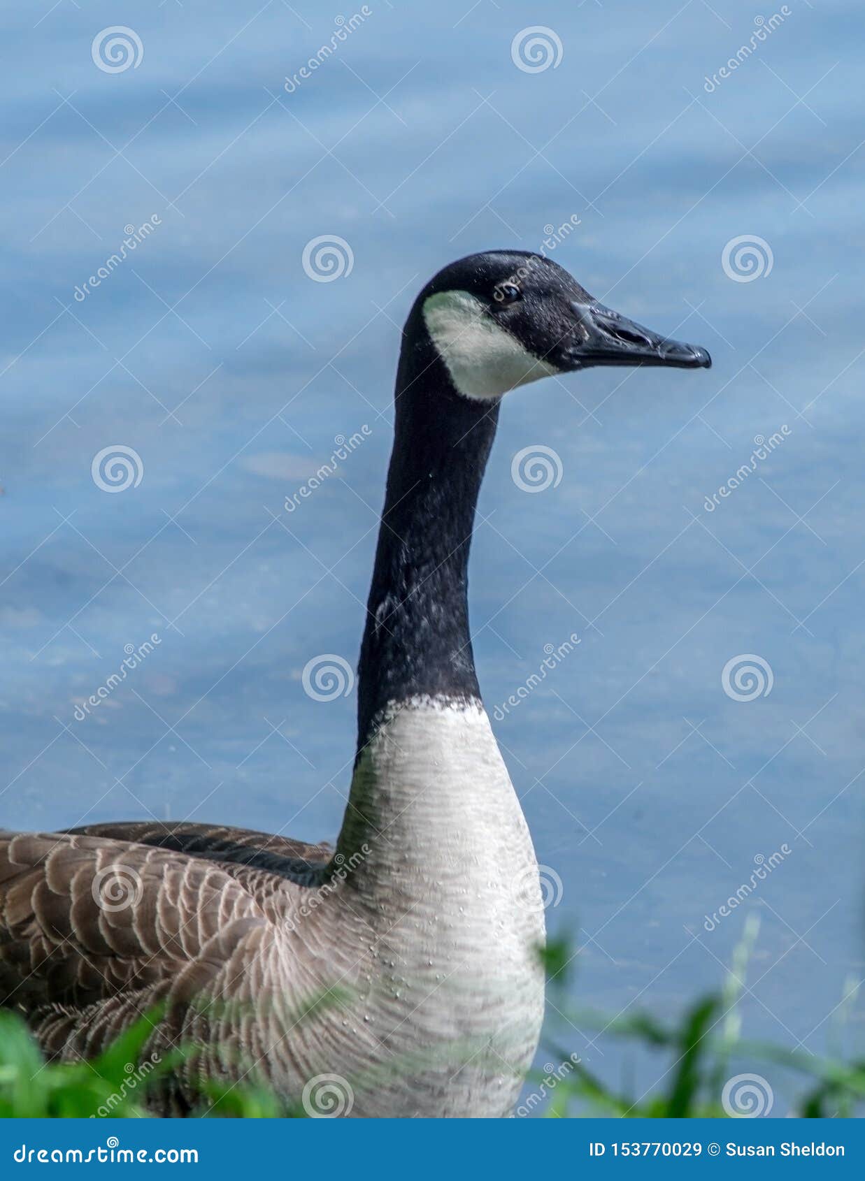 Canadian Goose Portrait Close Uo Stock Image - Image of neck, female ...