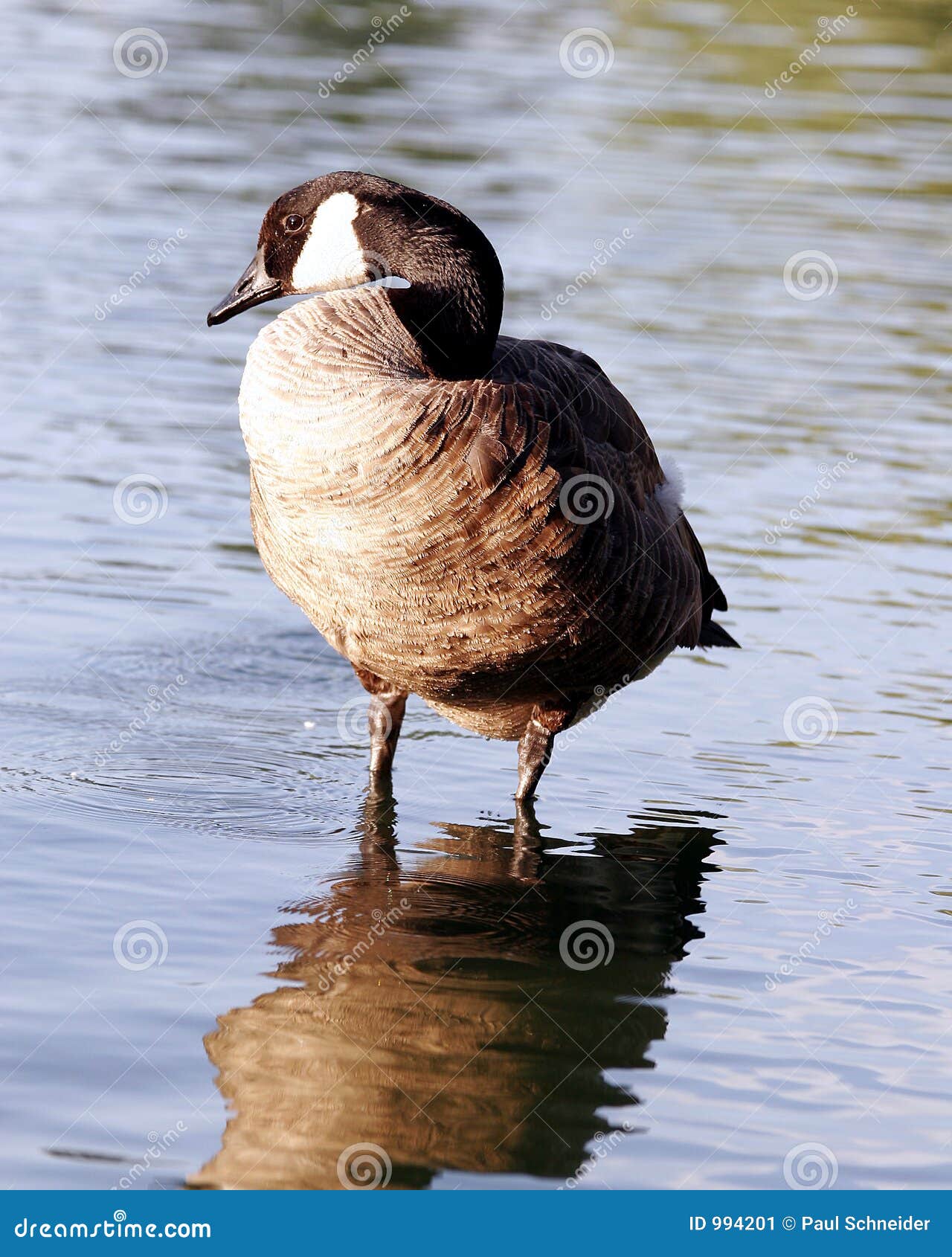 Canadian Goose Profile Sentry Stock Image - Image of migrate, wildlife ...