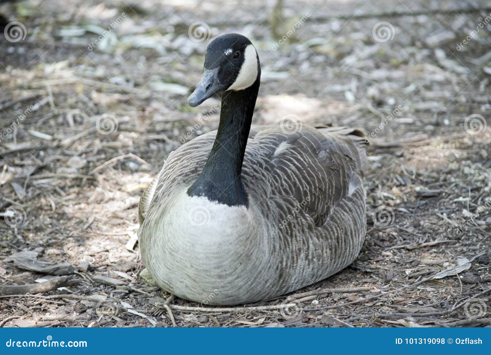 Canadian goose stock photo. Image of feathers, goose - 101319098