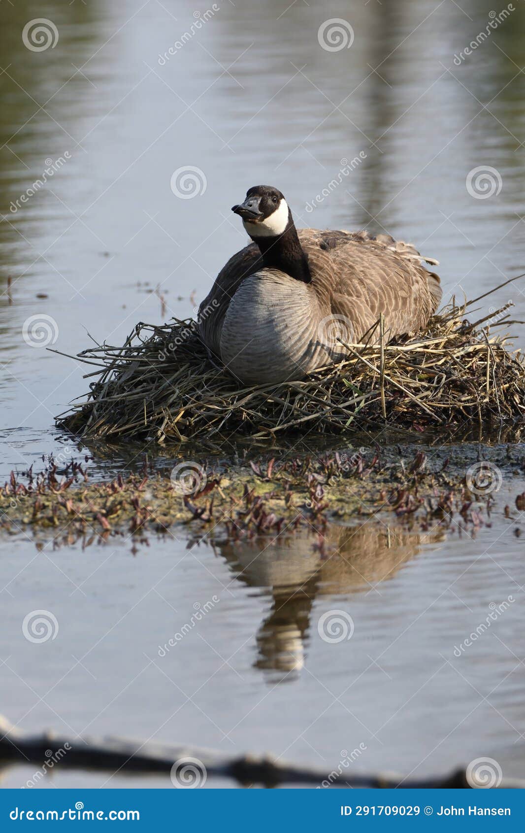 Nesting goose stock image. Image of sits, animal, pond - 291709029