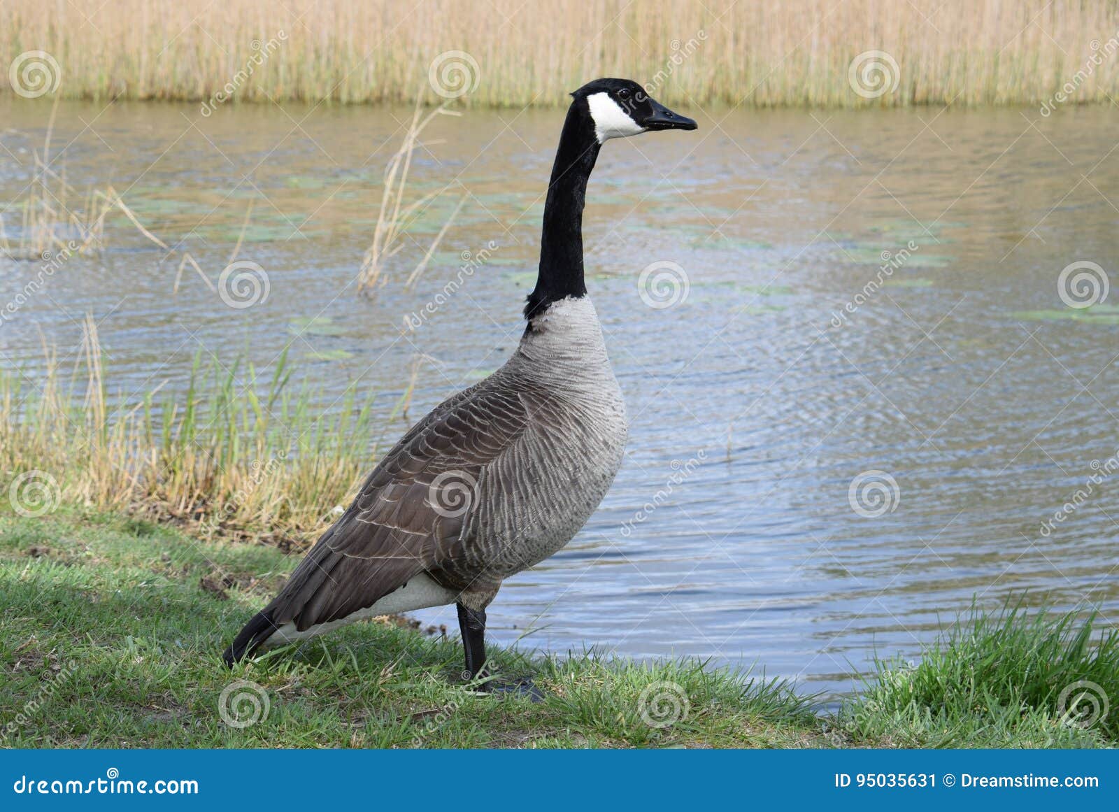 Canadian goose stock image. Image of nature, netherlands - 95035631
