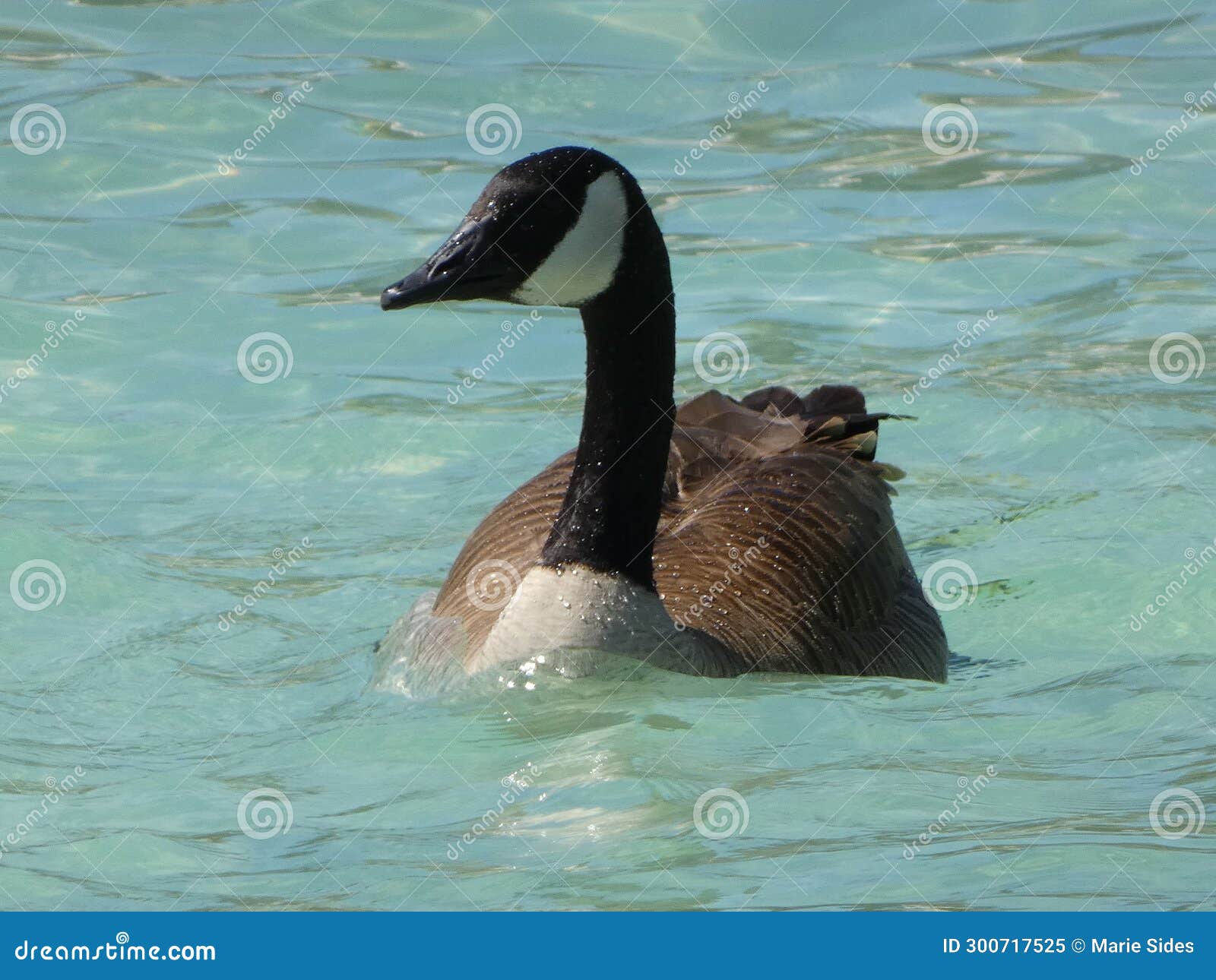 Canadian goose swimming stock image. Image of bird, geese - 300717525