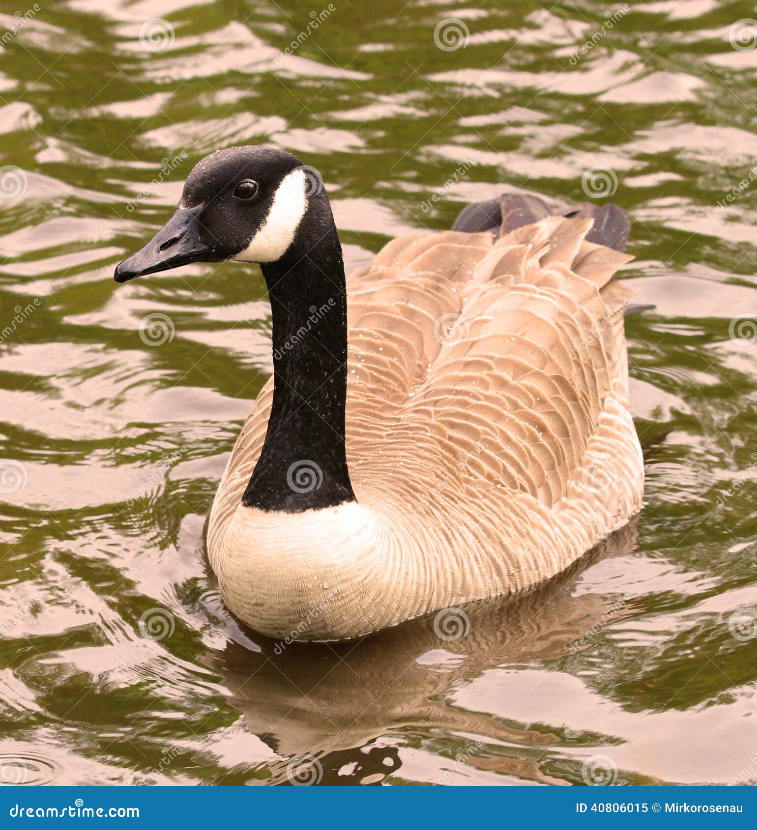 Canadian Goose swimming stock image. Image of canadian - 40806015