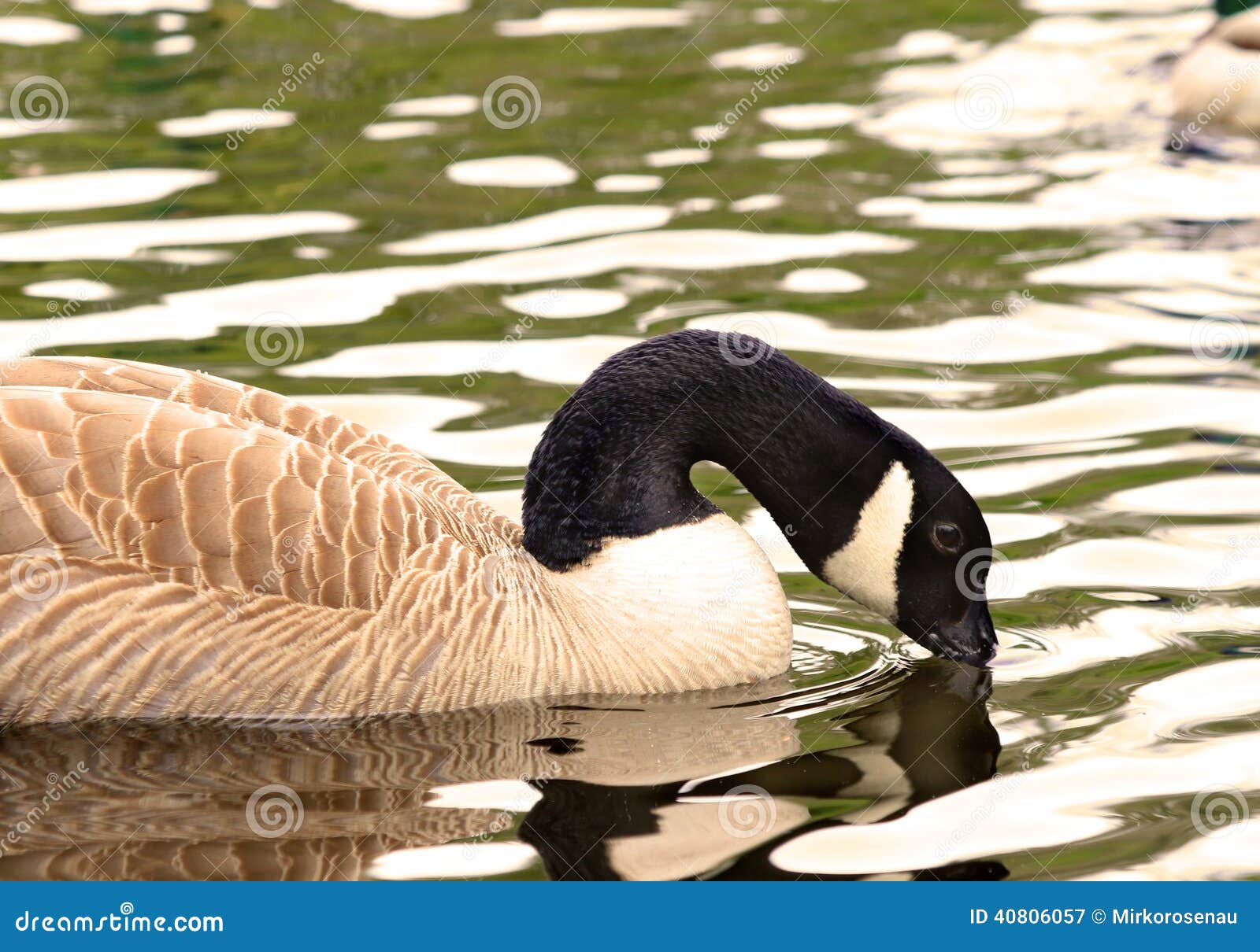 Canadian Goose swimming stock image. Image of couple - 40806057