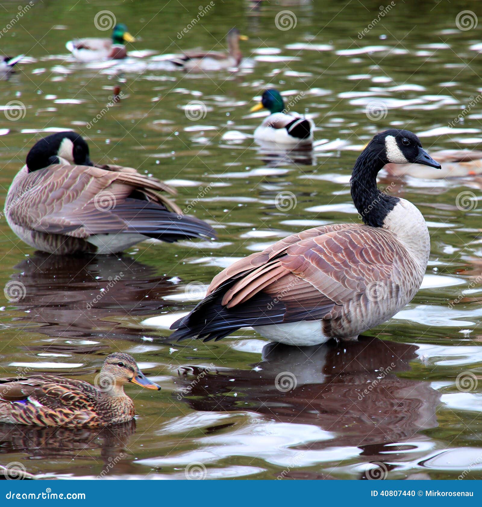 Canadian Goose swimming stock photo. Image of color, group - 40807440