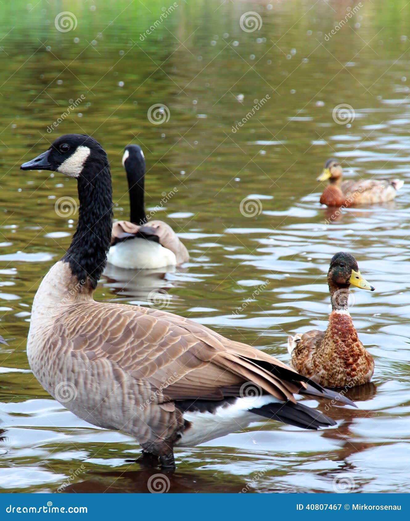 Canadian Goose swimming stock image. Image of field, geese - 40807467