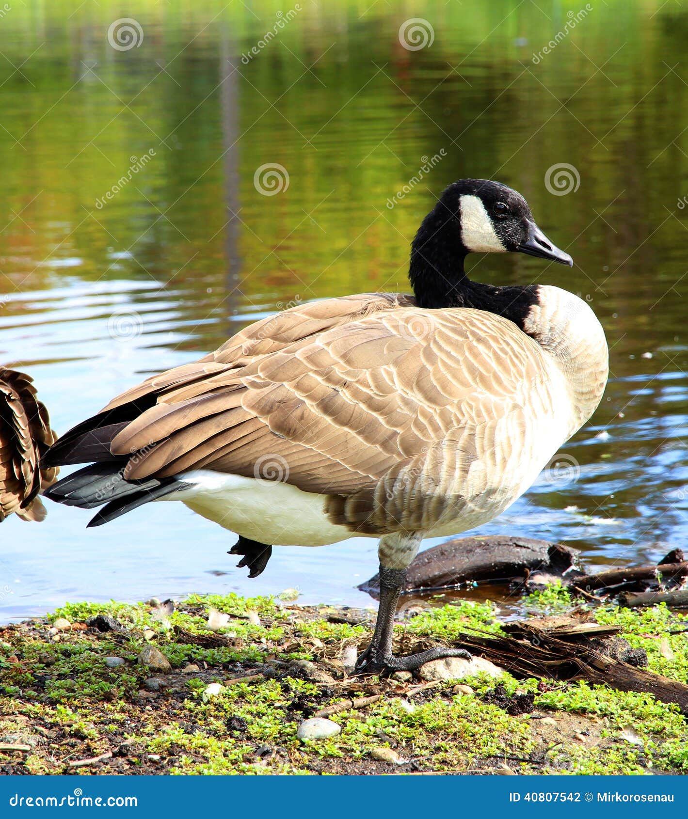 Canadian Goose swimming stock photo. Image of feathers - 40807542
