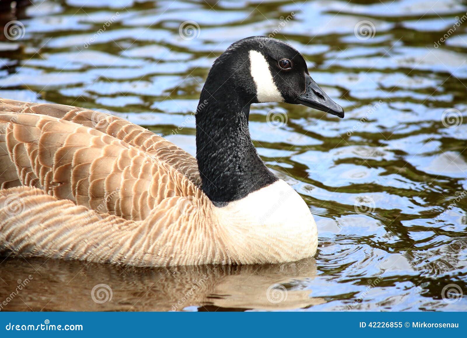 Canadian Goose swimming stock image. Image of outdoor - 42226855
