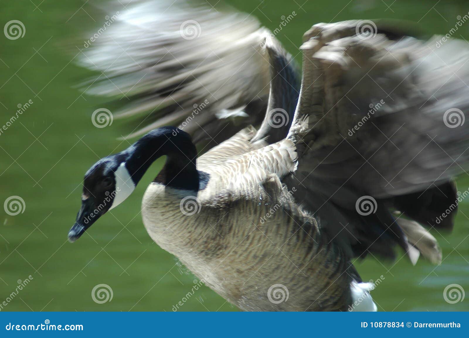 Canadian Goose Takes Off stock photo. Image of drops - 10878834