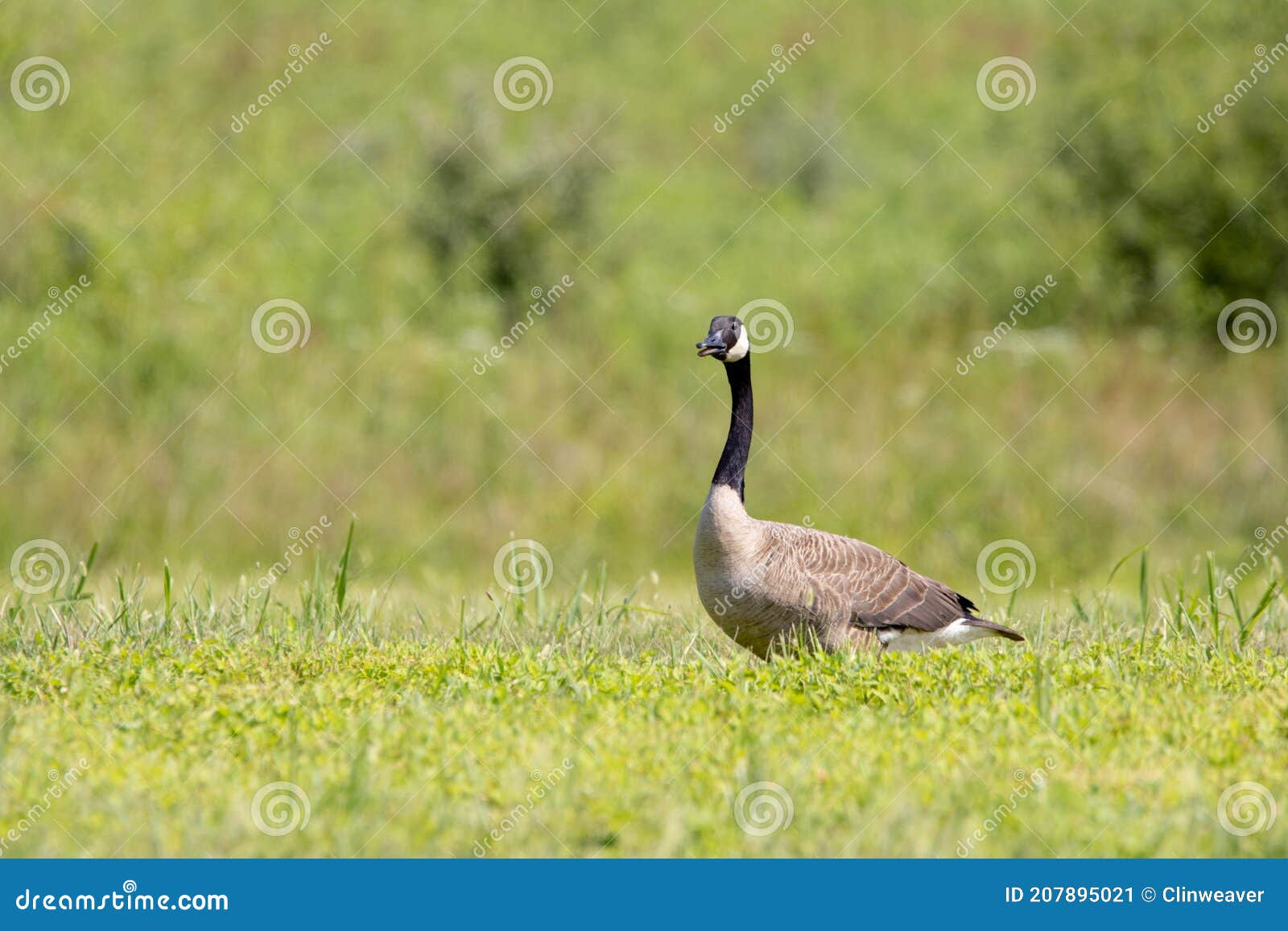 Canadian Goose in a Field stock image. Image of canadensis - 207895021