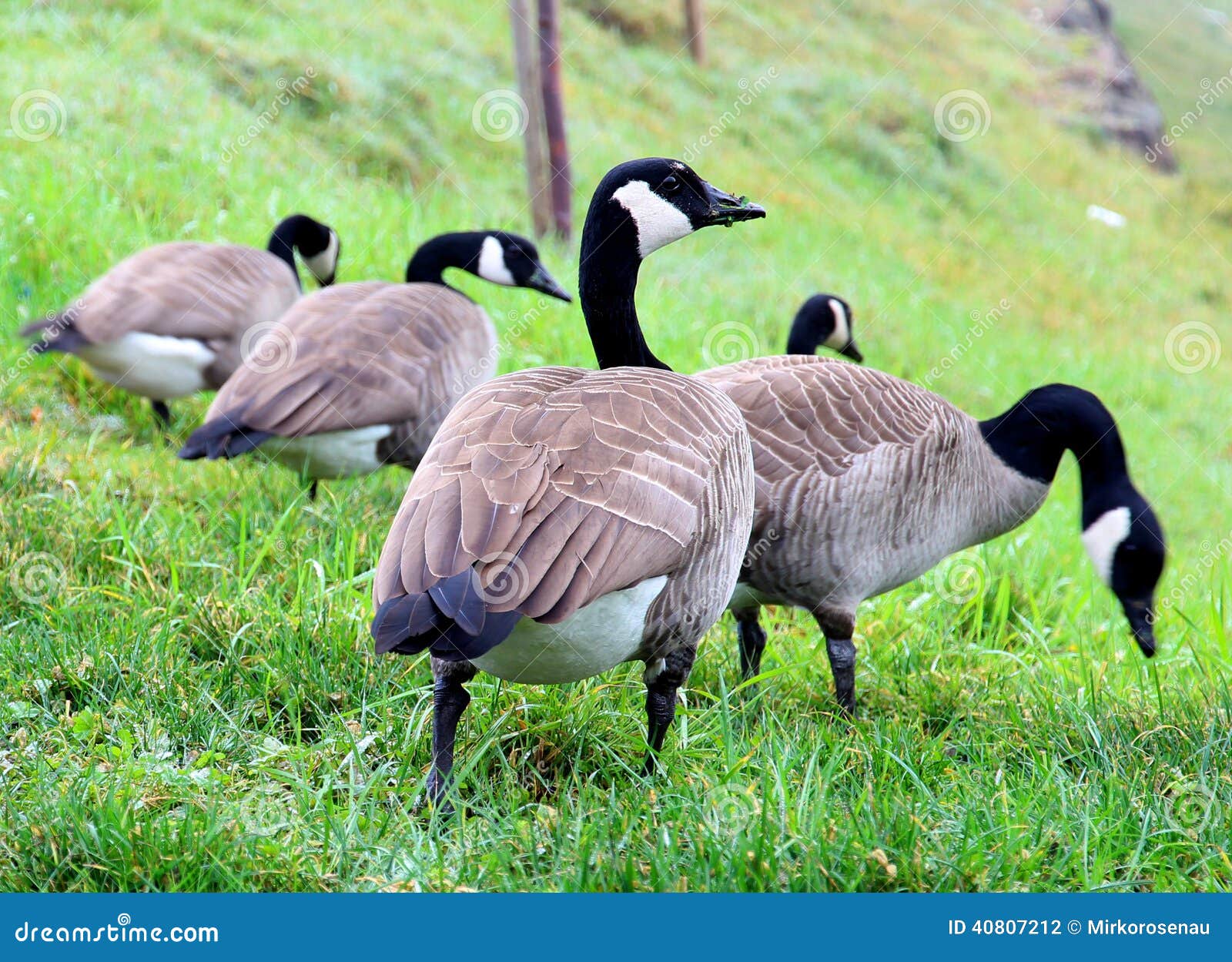 Canadian Goose Walking Geese in Grass Stock Photo - Image of couple ...