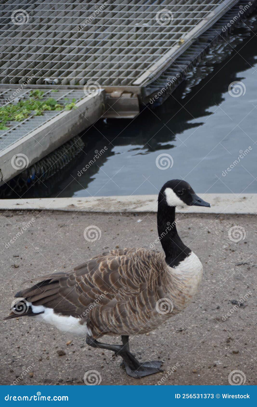 Canadian Goose Walking Near the River Stock Image - Image of colorful ...