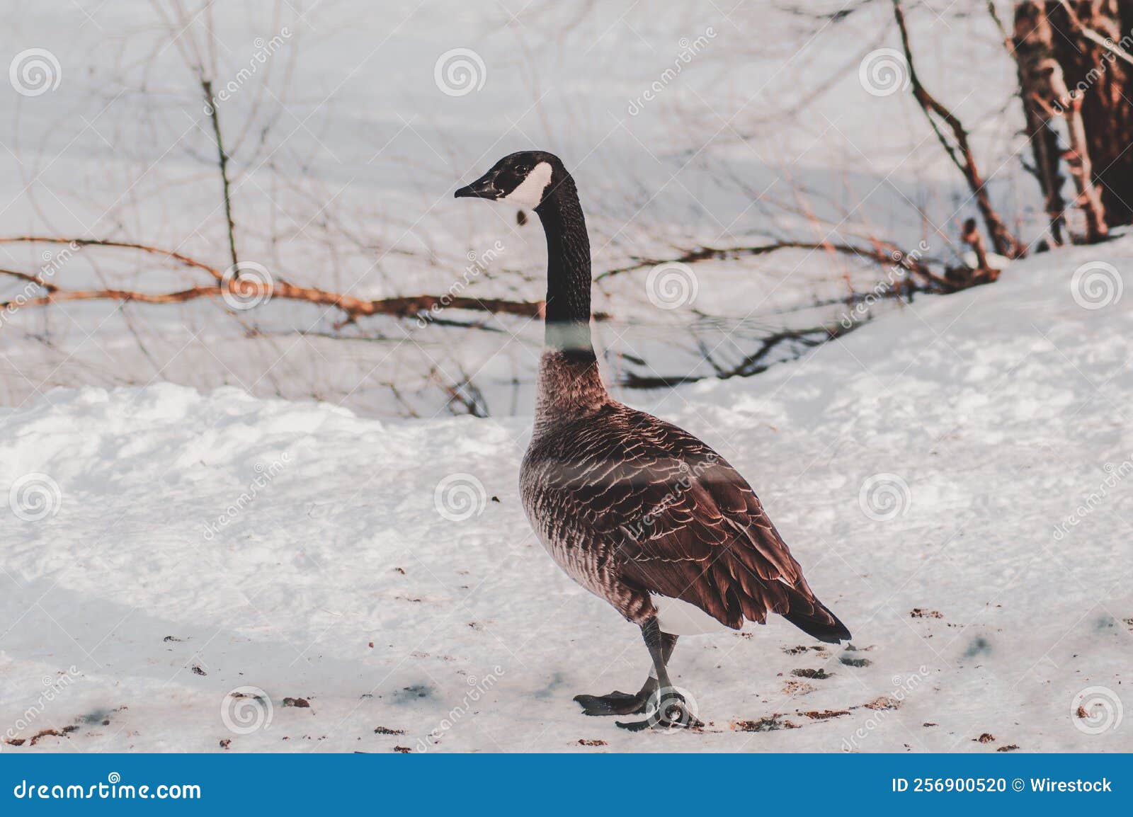 Canadian Goose Walking in the Snow Stock Photo - Image of animals ...