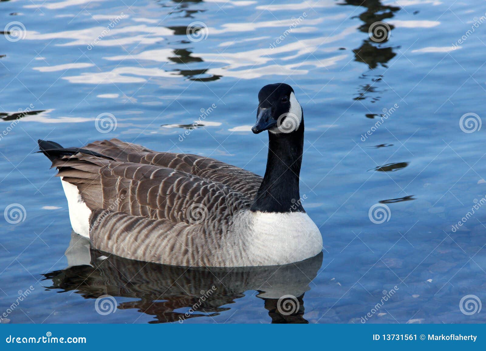 Canadian Goose in water stock image. Image of water, blast - 13731561