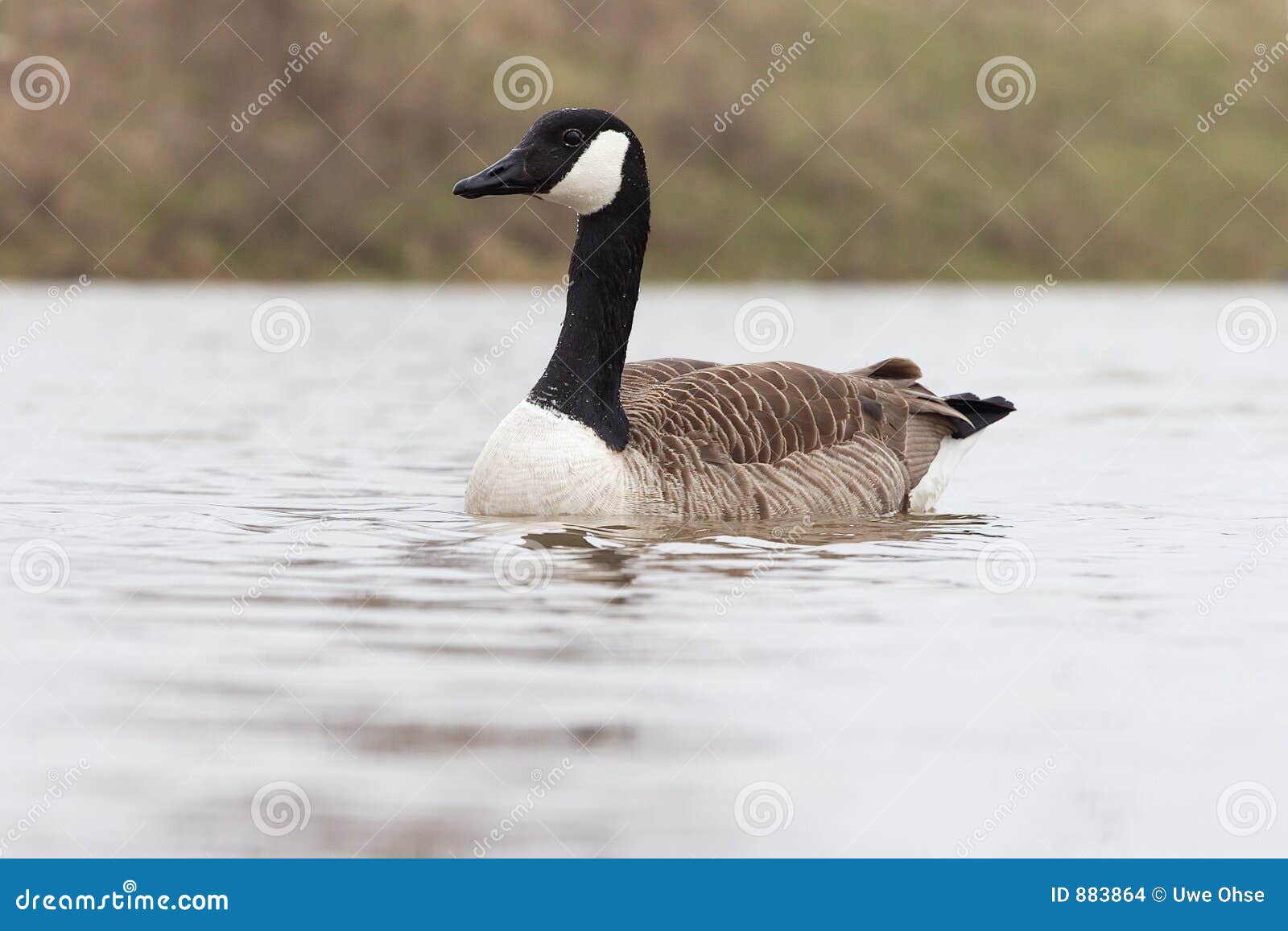 Canadian Goose in the Water Stock Photo - Image of nature, beak: 883864
