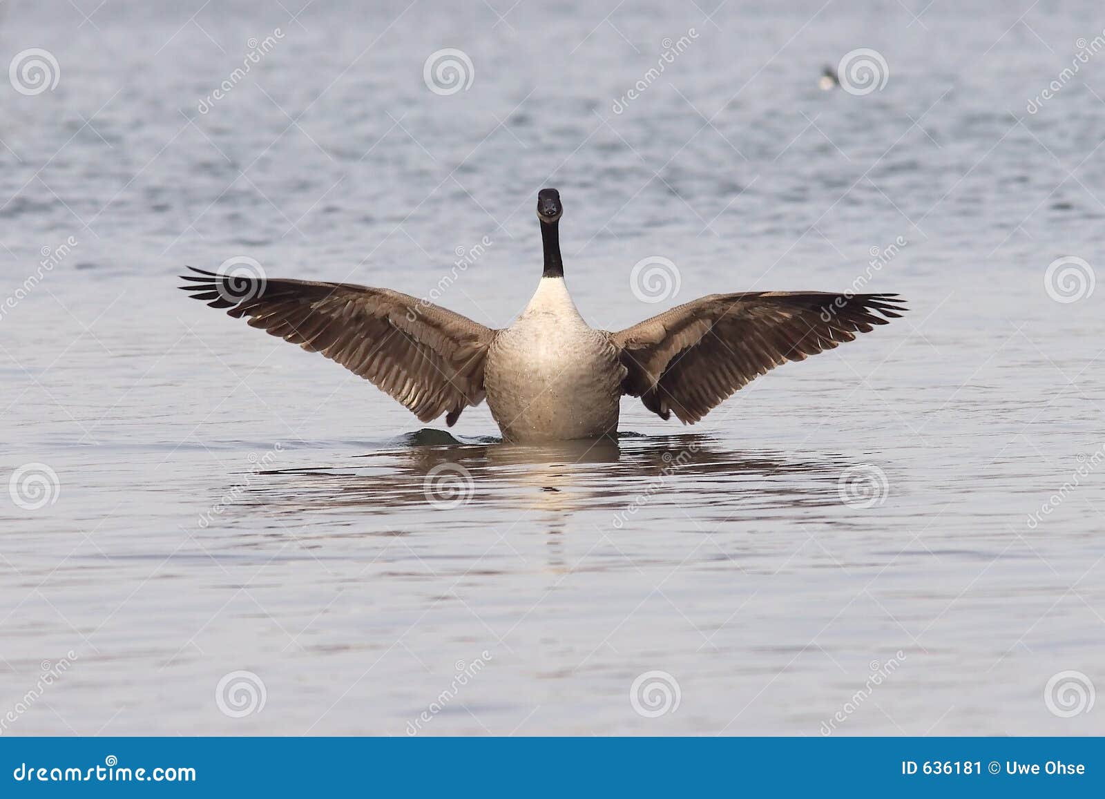 Canadian Goose with Widened Wings Stock Image - Image of brown, birds ...